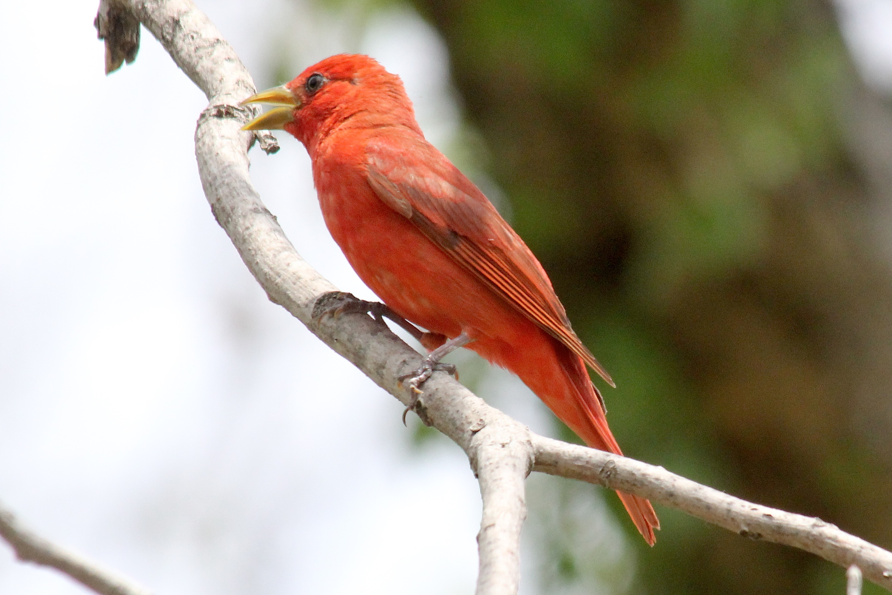Berry Springs Critters
