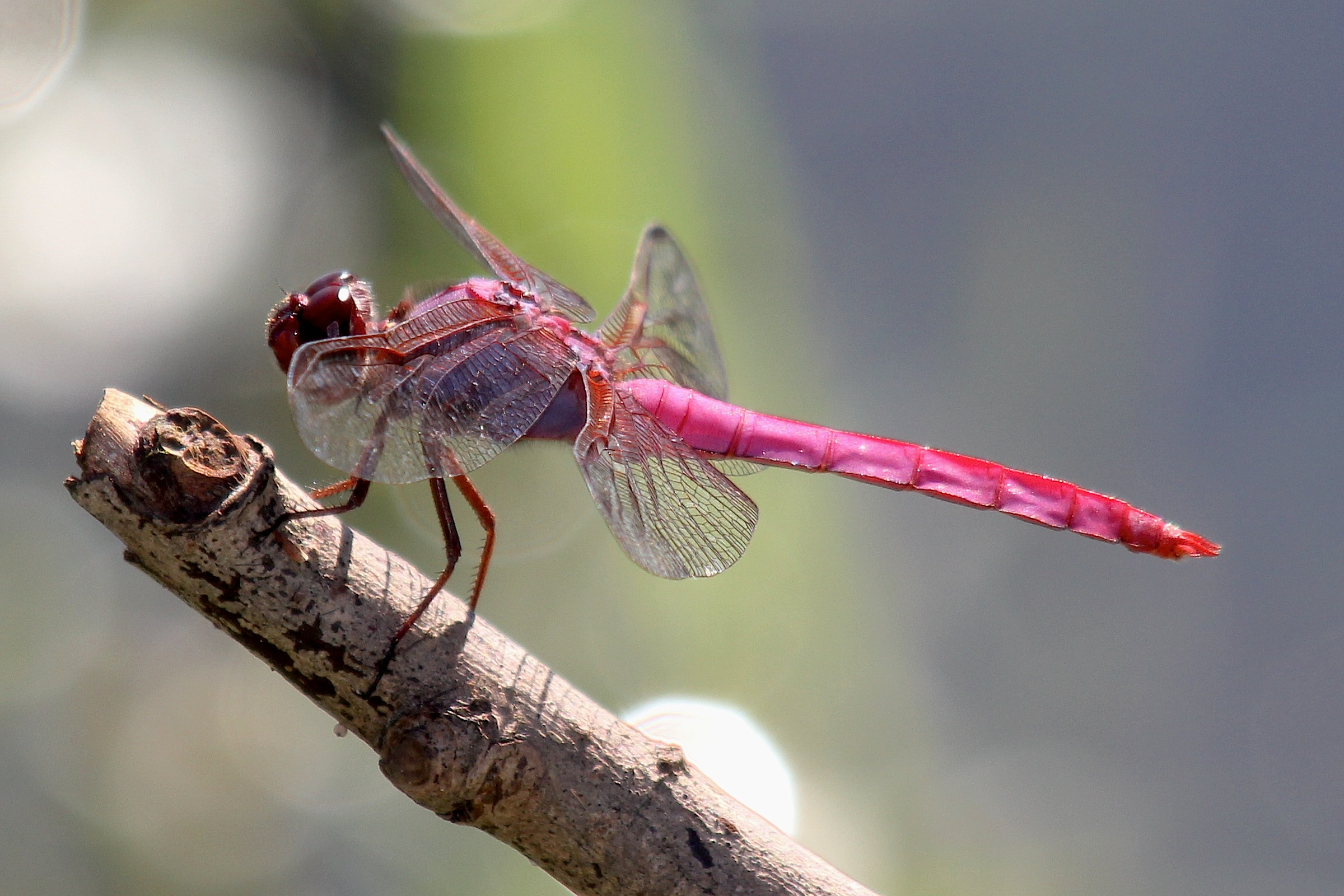 Berry Springs Critters