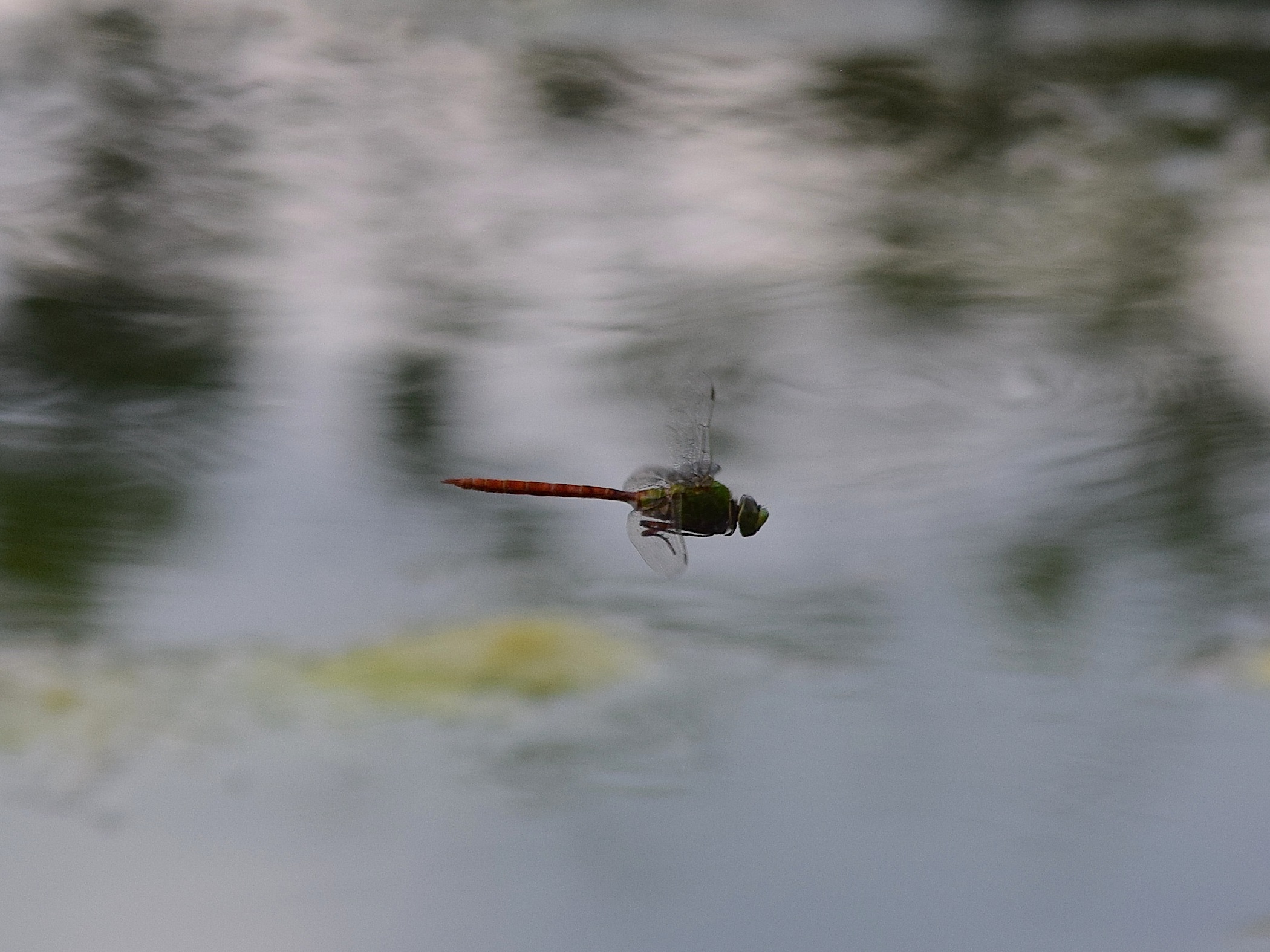 Berry Springs Dragonflies