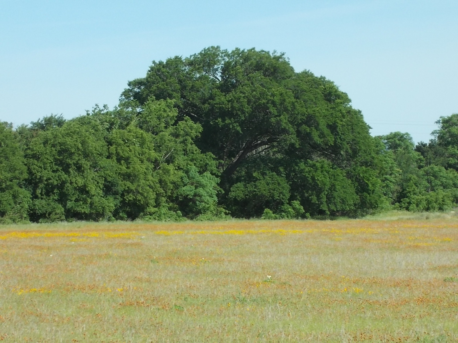 Berry Springs Trails